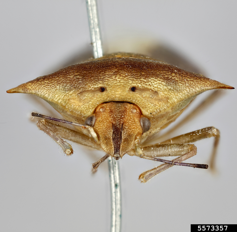 stink bug (Thyanta spectabilis)