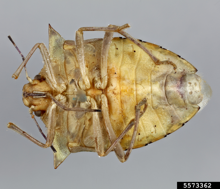 stink bug (Thyanta spectabilis Ruckes)