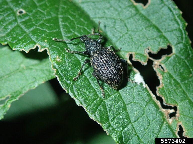 black vine weevil (Otiorhynchus sulcatus (Fabricius, 1775))