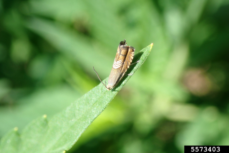 Eurasian hemp borer (Grapholita delineana (Walker))