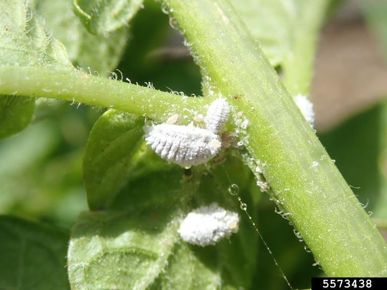 solanum mealybug (Phenacoccus solani Ferris, 1918)