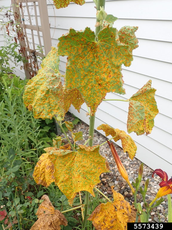 hollyhock rust (Puccinia malvacearum)