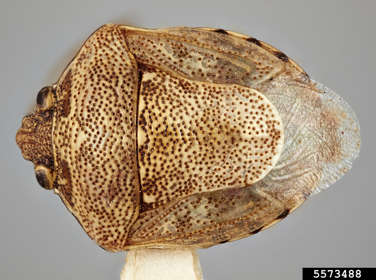 stink bug (Eysarcoris modestus (Distant))