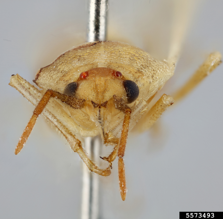 stink bug (Mecidea indica)