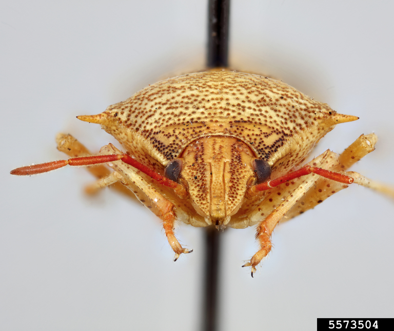 rice stink bug (Oebalus pugnax)
