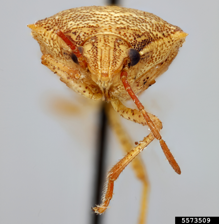 rice stink bug (Oebalus pugnax)