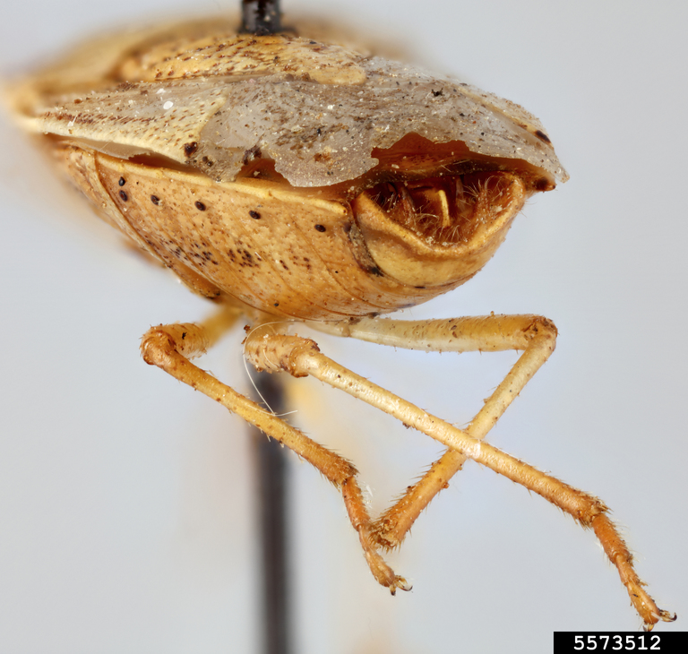 rice stink bug (Oebalus pugnax (Fabricius))
