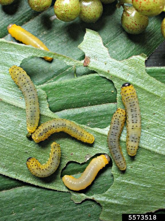 common sawflies (Genus Phymatocera Dahlbom, 1835)