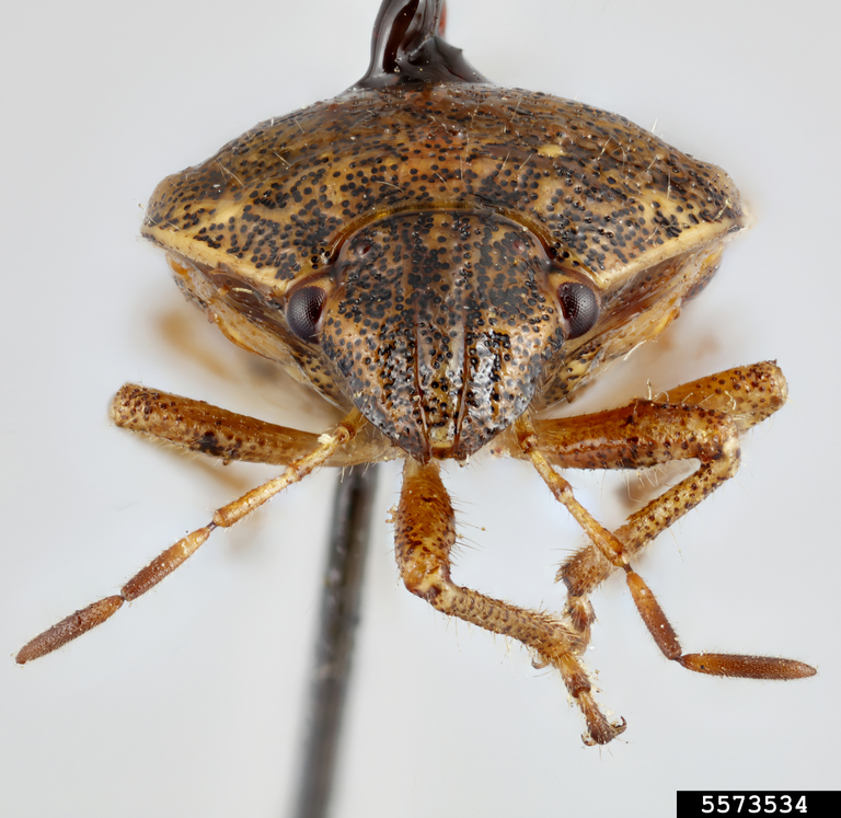 stink bug (Staria lunata)