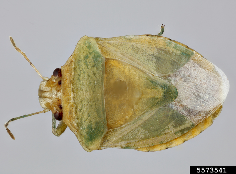 stink bug (Tepa panda)