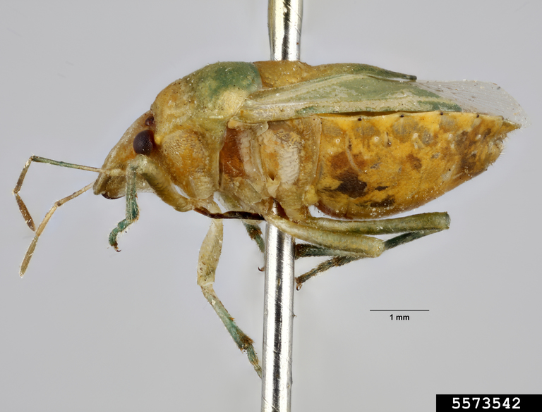 stink bug (Tepa panda (Van Duzee))