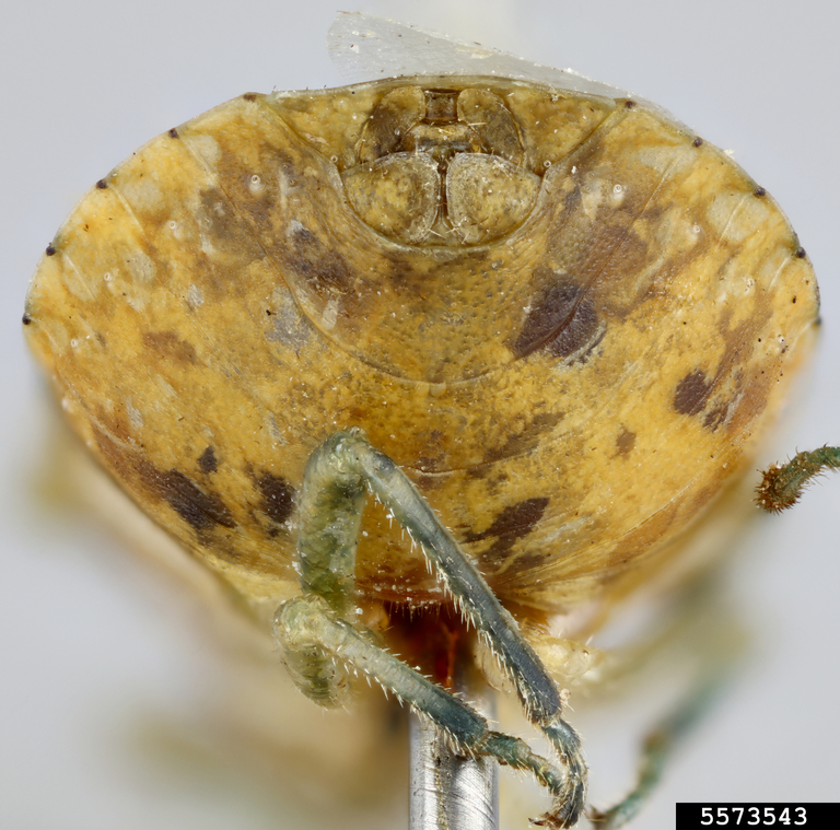 stink bug (Tepa panda)