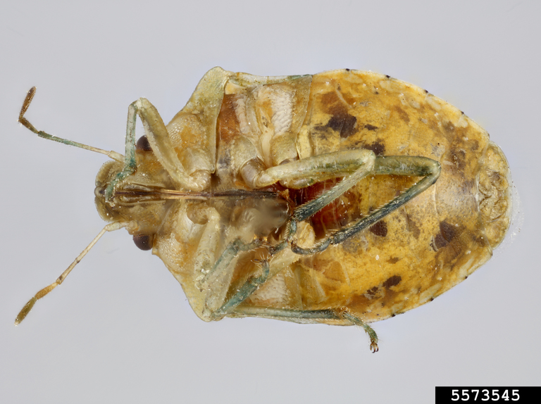 stink bug (Tepa panda (Van Duzee))