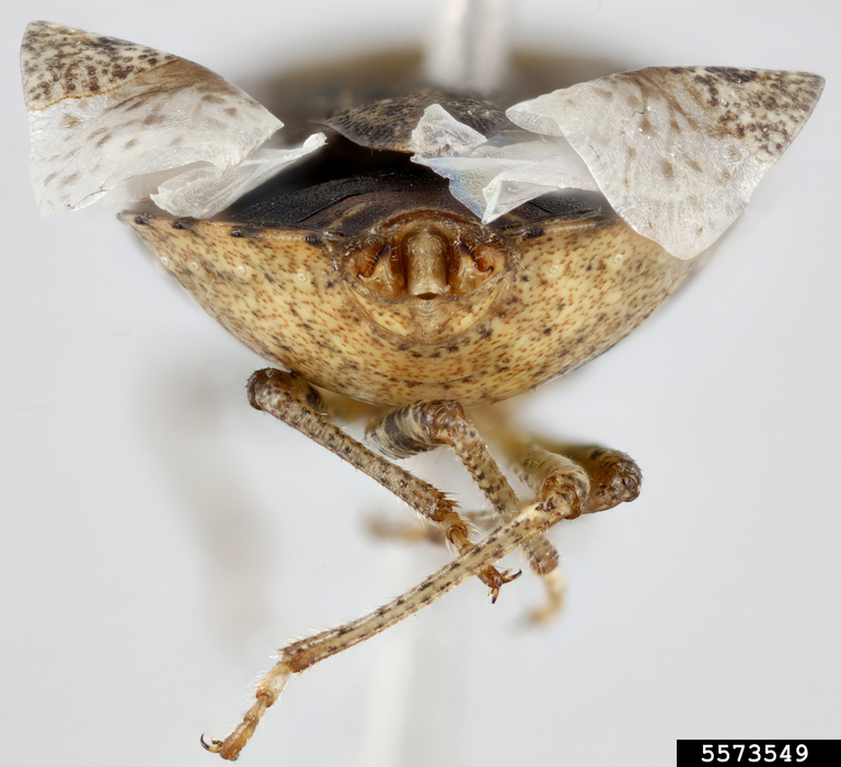 stink bug (Tepa panda)