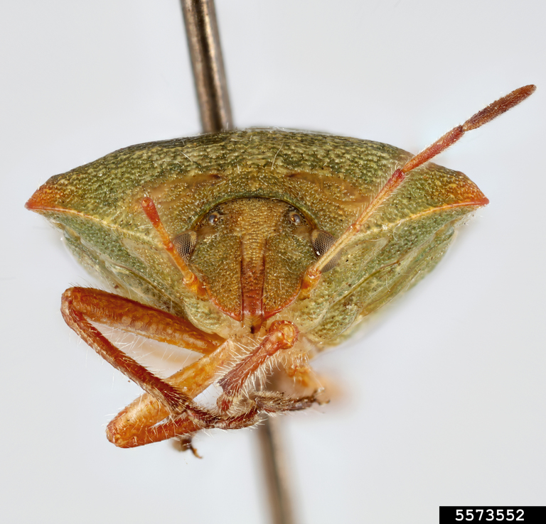 stink bug (Thyanta juvenca Stål)