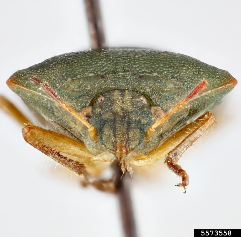 stink bug (Thyanta juvenca Stål)