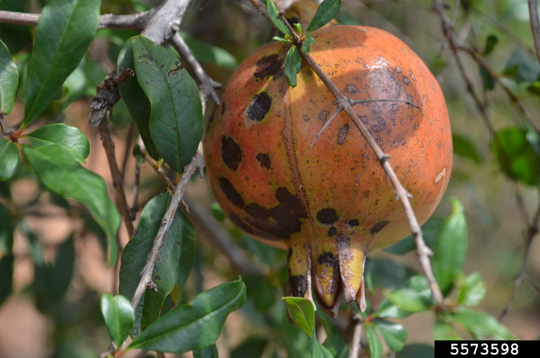 Bitter Rot And Anthracnose Colletotrichum Gloeosporioides Penz Penz