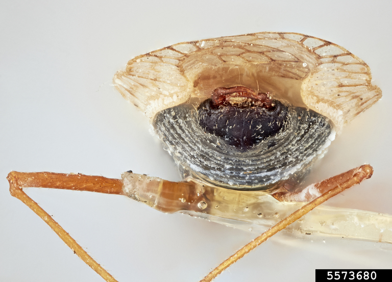 Lace bug (Gargaphia arizonica)