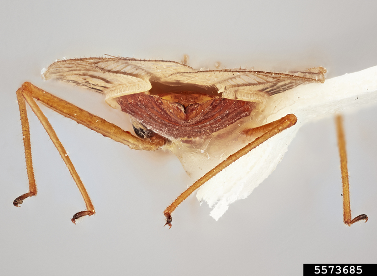 Lace bug (Gargaphia nigrinervis Stal)