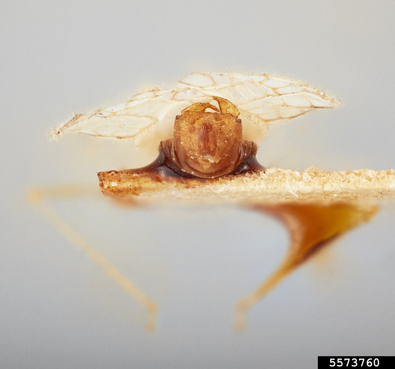 Banana Lace-wing Bug (Stephanitis typica (Distant, 1903))