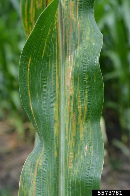 bacterial leaf streak (Xanthomonas vasicola pv. vasculorum) on corn ...