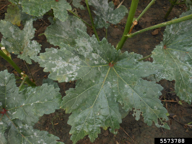 powdery mildew (Golovinomyces cichoracearum (DC.) V.P. Heluta)