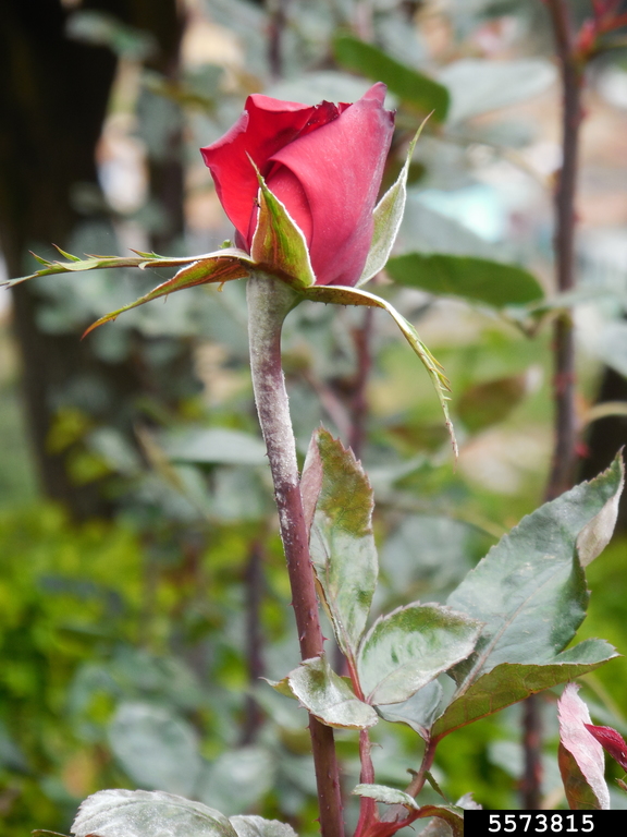 powdery mildew (Podosphaera pannosa (Wallr.) de Bary)