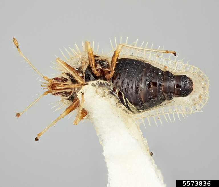 Lace bug (Urentius euonymus)