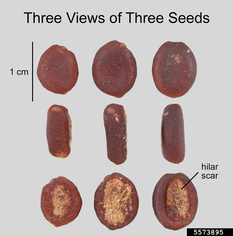 bushman's poison (Acokanthera oppositifolia)