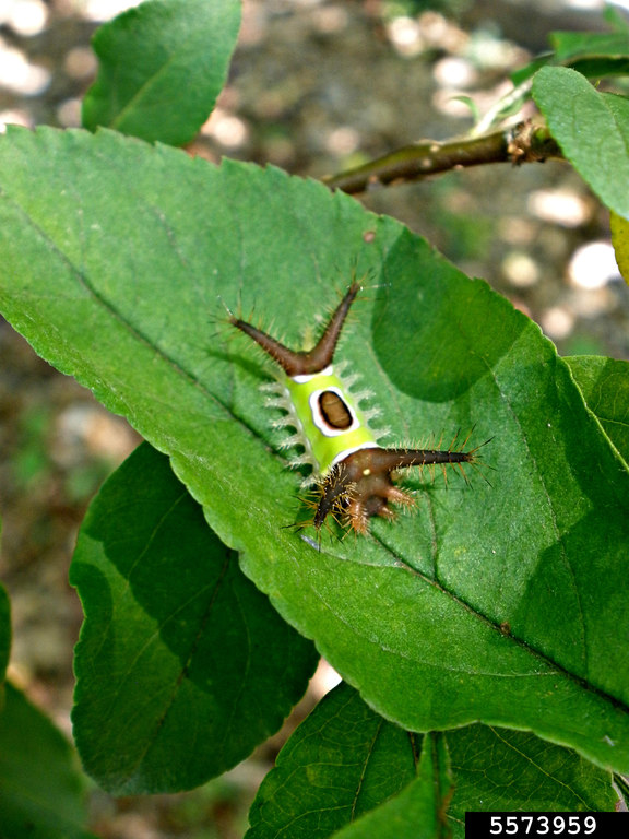 saddleback caterpillar (Acharia stimulea) (Acharia stimulea ) on ...