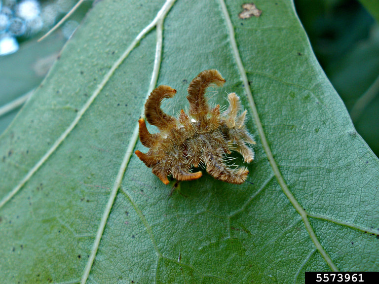 hag moth (Phobetron pithecium (J.E. Smith))