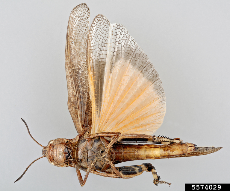 speckled-winged rangeland grasshopper (Arphia conspersa)