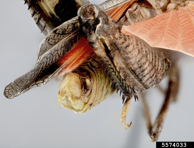 speckled-winged rangeland grasshopper (Arphia conspersa)