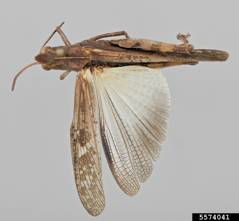 greenstriped grasshopper (Chortophaga viridifasciata (De Geer, 1773))