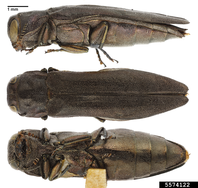 bronze birch borer (Agrilus anxius)