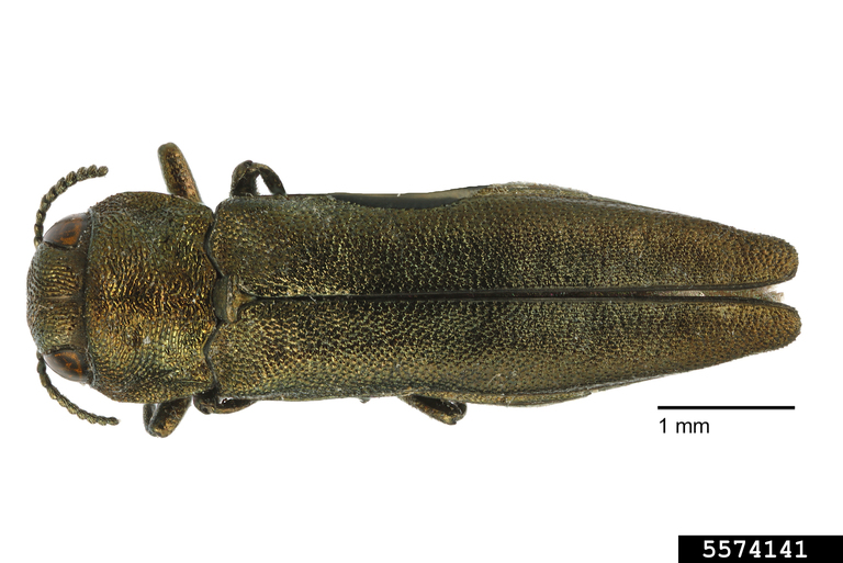 rose stem girdler (Agrilus cuprescens (Menetries, 1832))