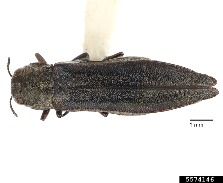 Maple Agrilus (Agrilus masculinus)