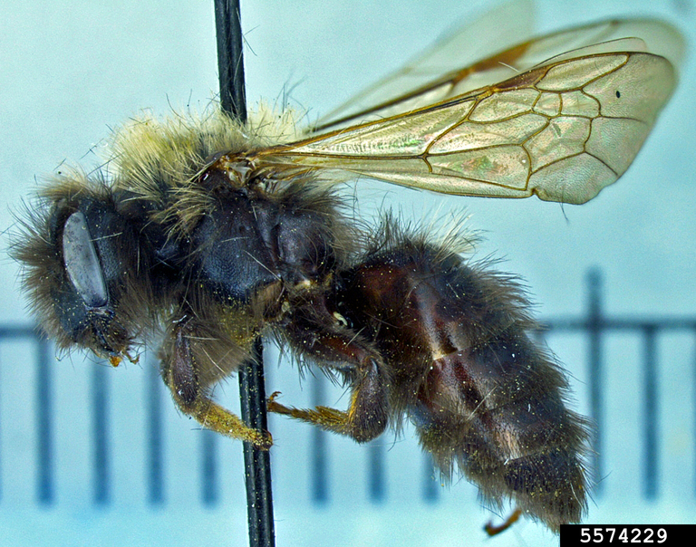 Clarke's mining bee (Andrena clarkella (Kirby, 1802))