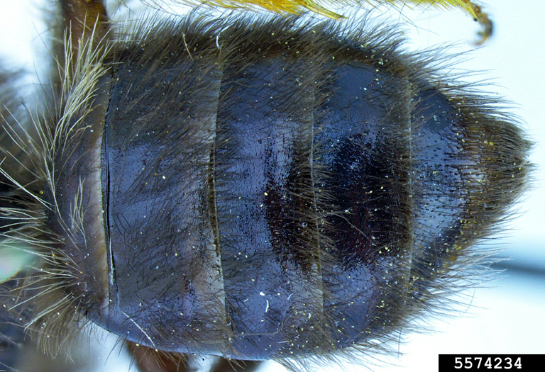 Clarke's mining bee (Andrena clarkella)