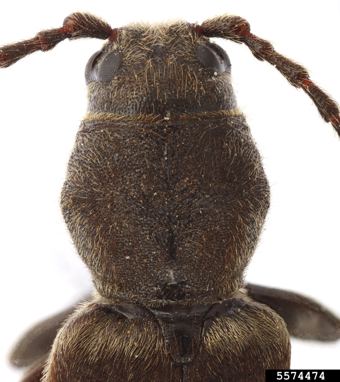 Longhorned beetle (Tetropium parallelum Casey)