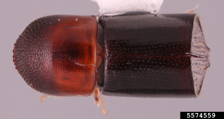 ambrosia beetle (Amasa youlii Smith, Beaver, Cognato, 2020)