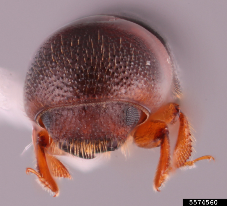 ambrosia beetle (Amasa youlii Smith, Beaver, Cognato, 2020)