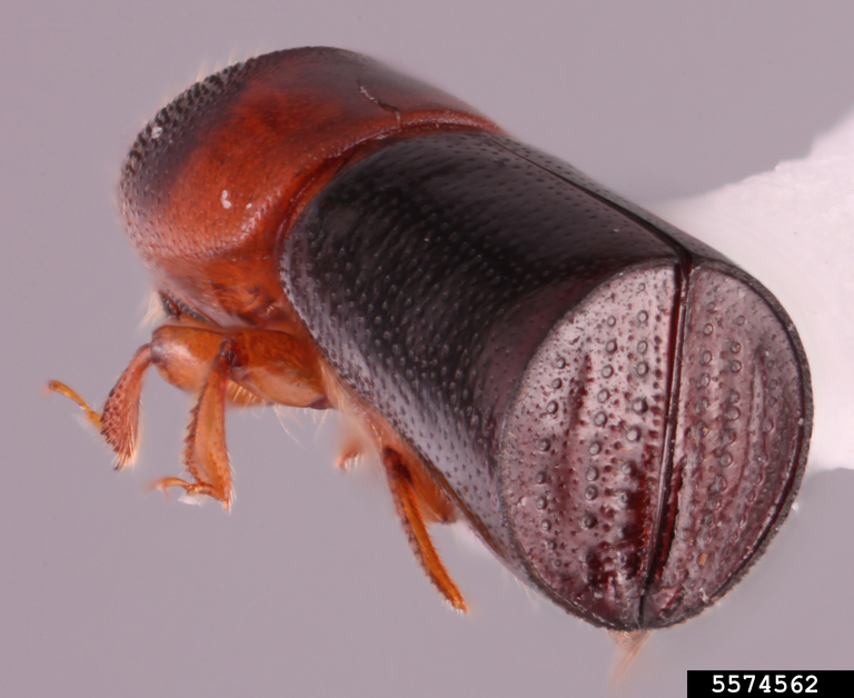 ambrosia beetle (Amasa youlii Smith, Beaver, Cognato, 2020)