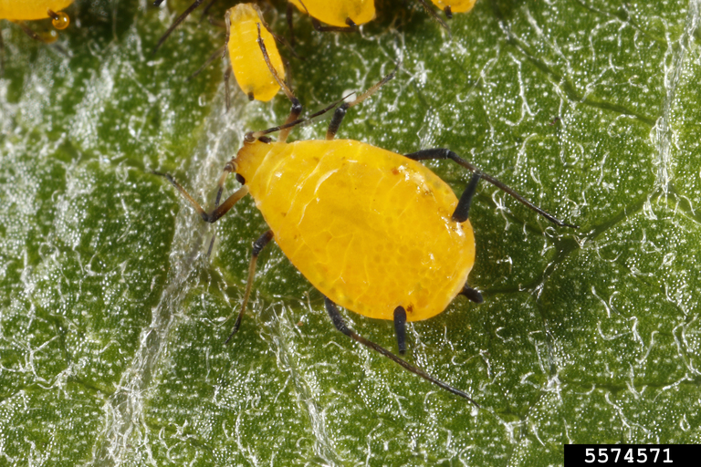 oleander aphid (Aphis nerii)