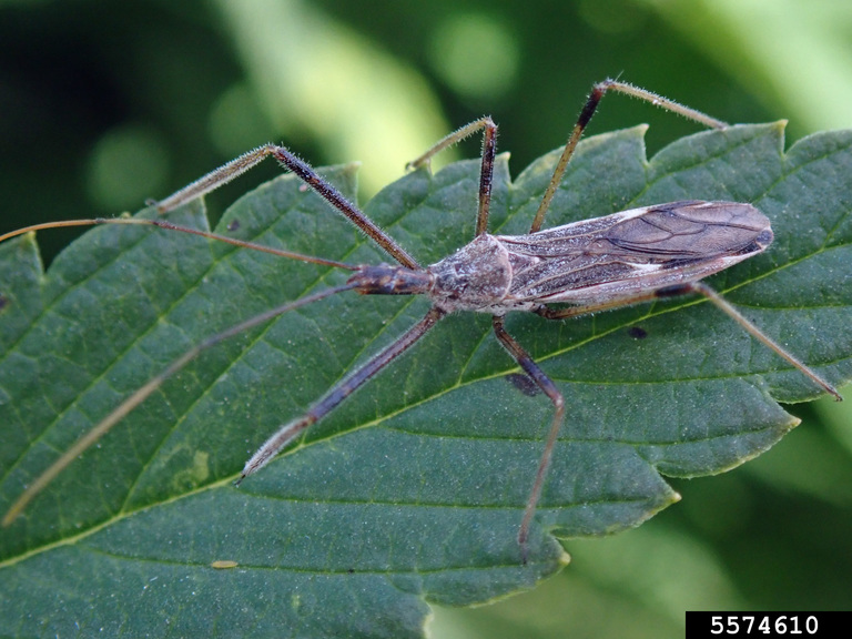 assassin bug (Zelus tetracanthus)