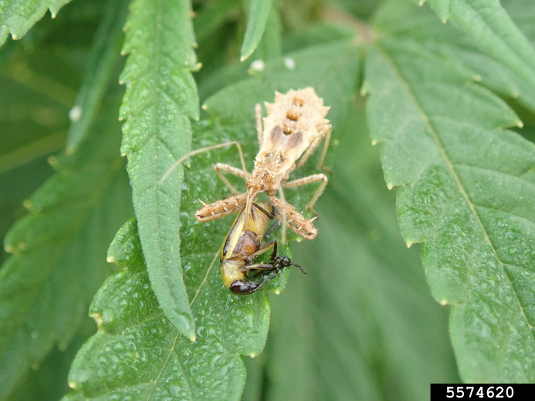 spined assassin bug (Sinea diadema)