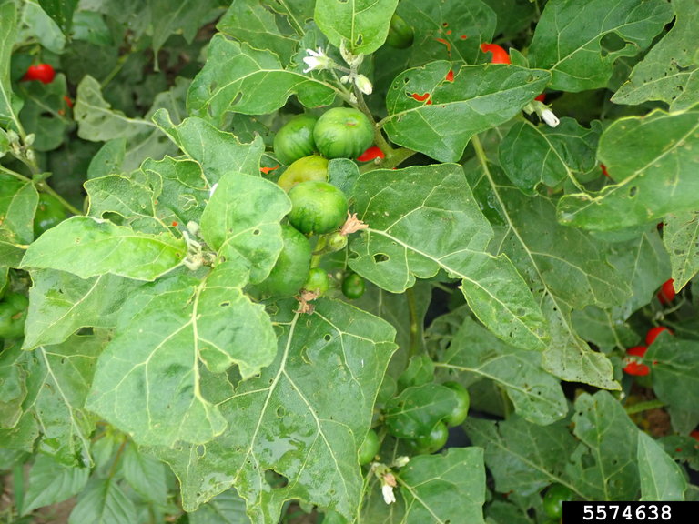Ethiopian nightshade (Solanum aethiopicum L.)