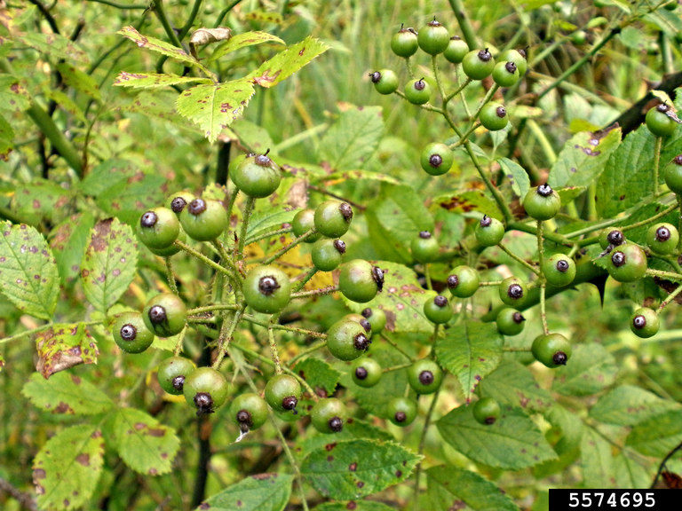 multiflora rose (Rosa multiflora Thunb.)