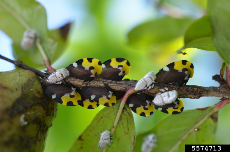 leafhopper (Membracis mexicana Guérin-Méneville)