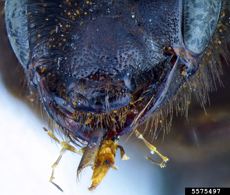 mining bee (Andrena lawrencei)